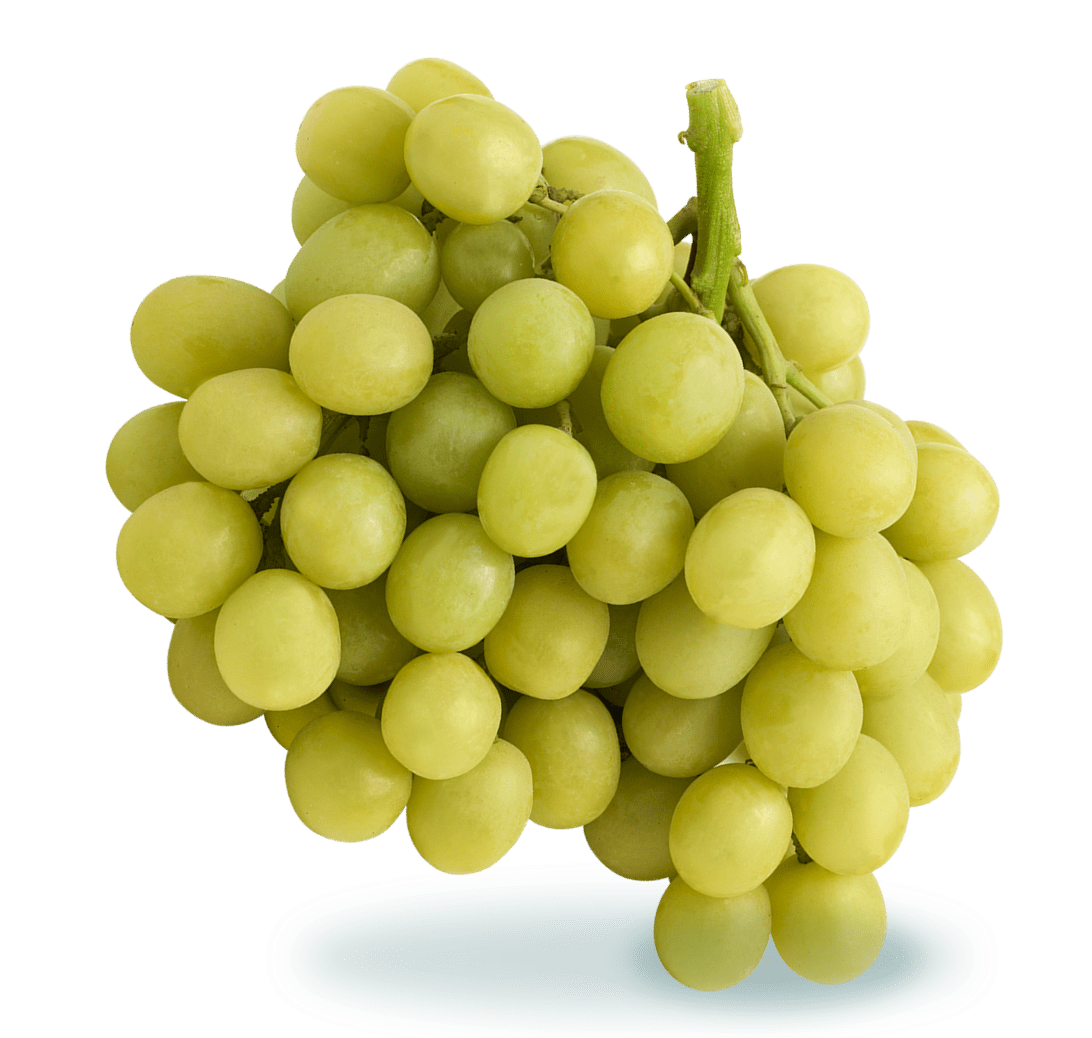 Sun World - Global Fruit Variety Development & Licensing